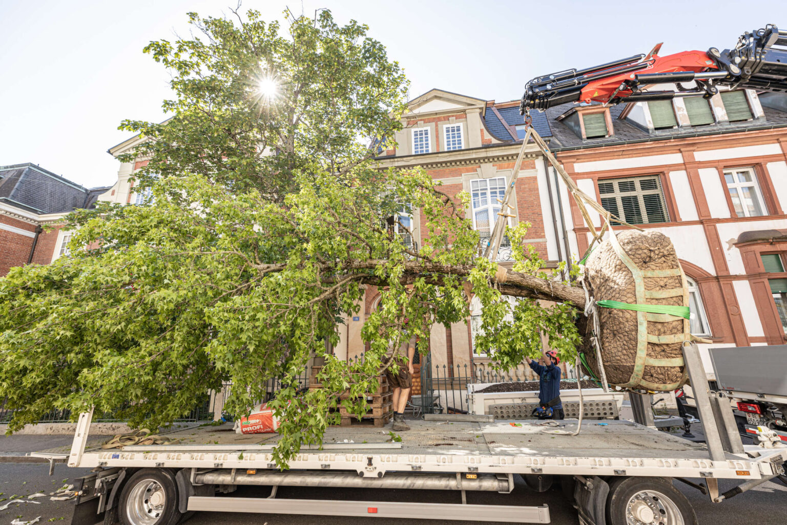 Spektakuläre Baumpflanzung – AvantGarten