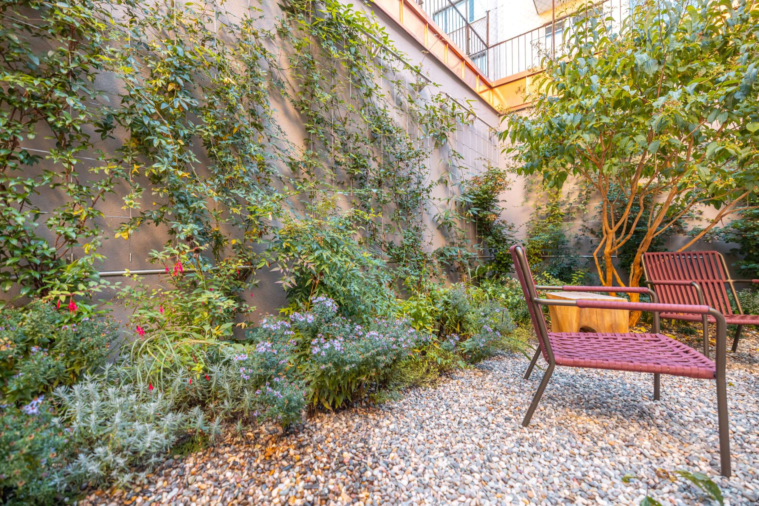 Hinterhof mit Kletterpflanzen – AvantGarten